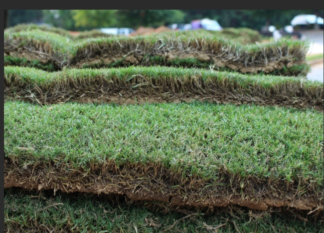 Bermuda Grass Sod (individual Piece 16x24) – Golden Landscaping Supply