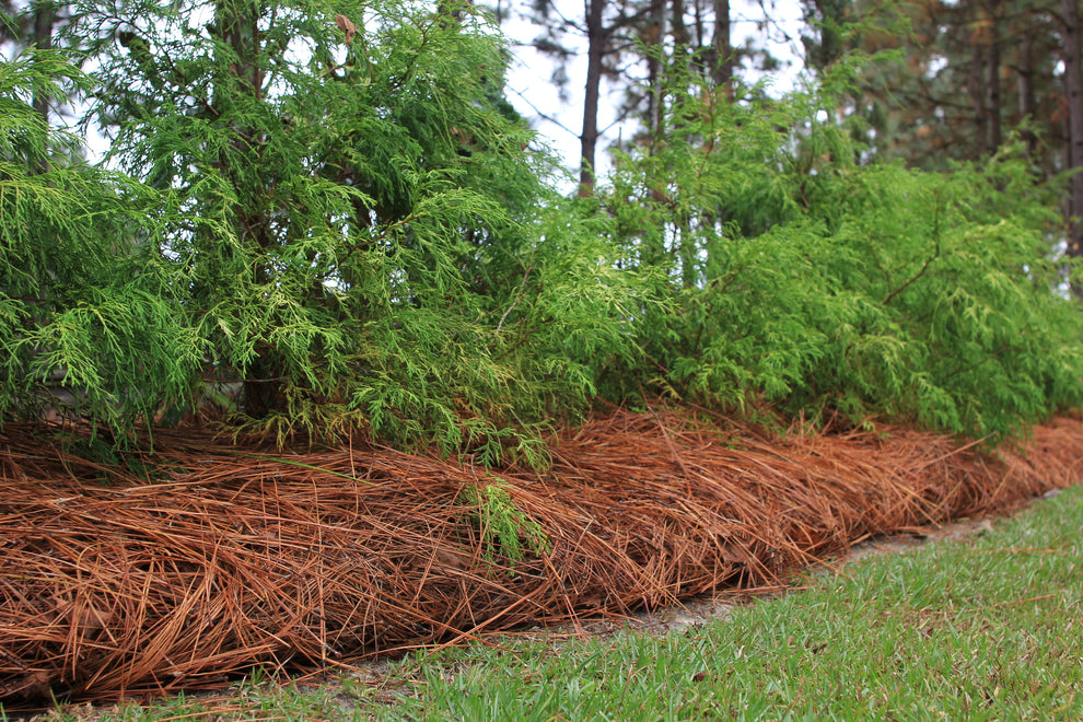 Long Needle Pinestraw – Golden Landscaping Supply
